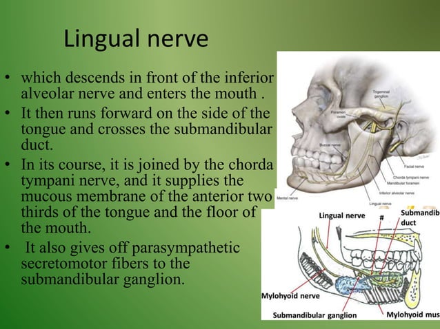 Trigeminal nerve | PPTX