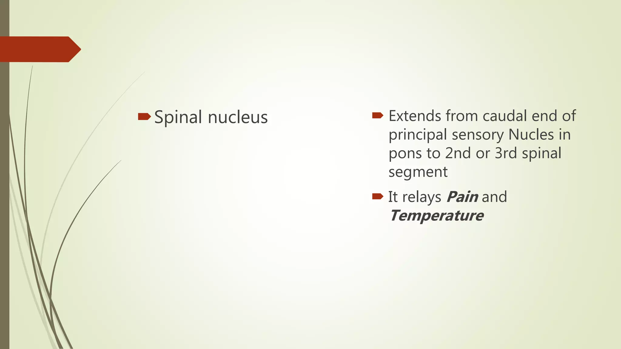 Trigeminal nerve | PPTX