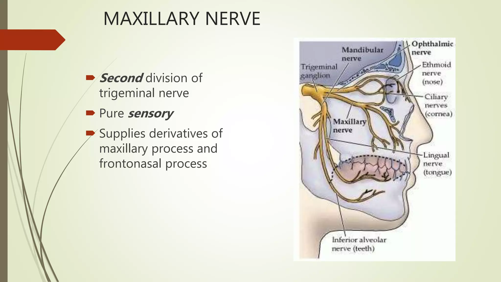 Trigeminal nerve | PPTX