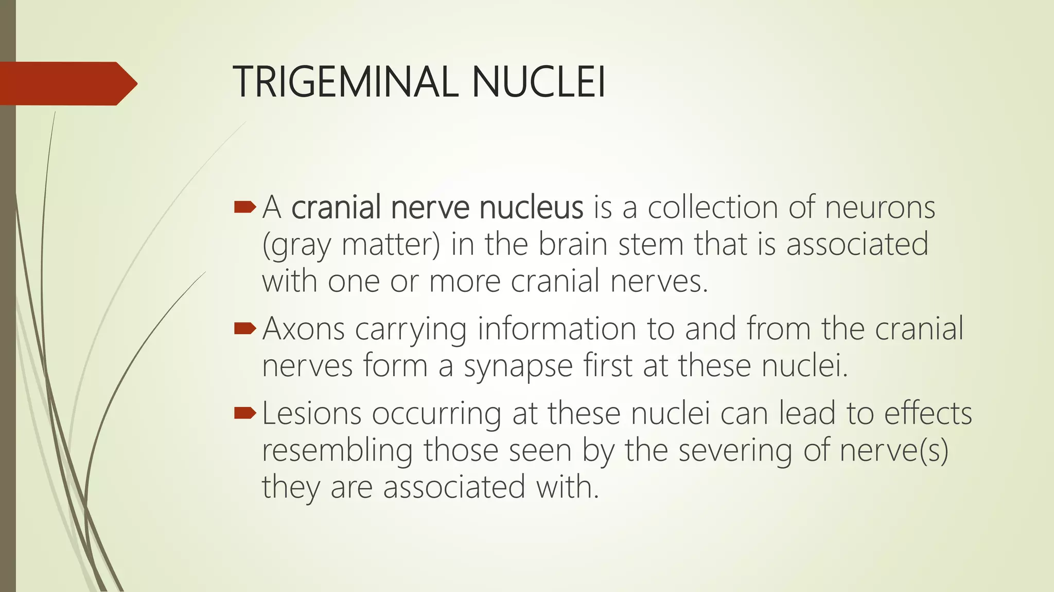 Trigeminal nerve | PPTX | Ear, Nose and Throat Conditions | Diseases ...