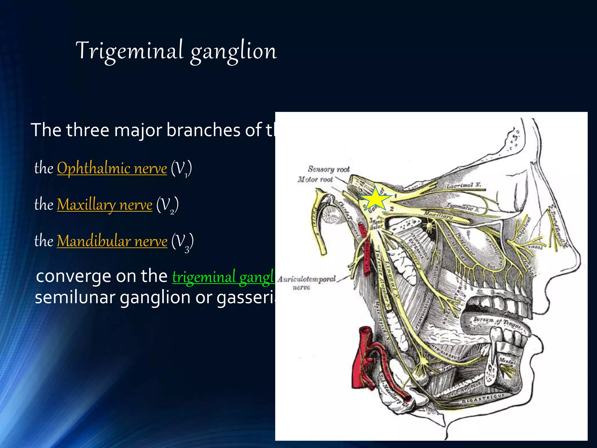 Trigeminal nerve | PPTX