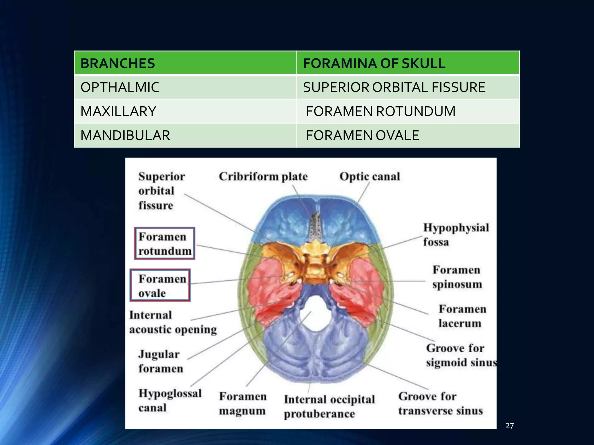 Trigeminal nerve | PPTX