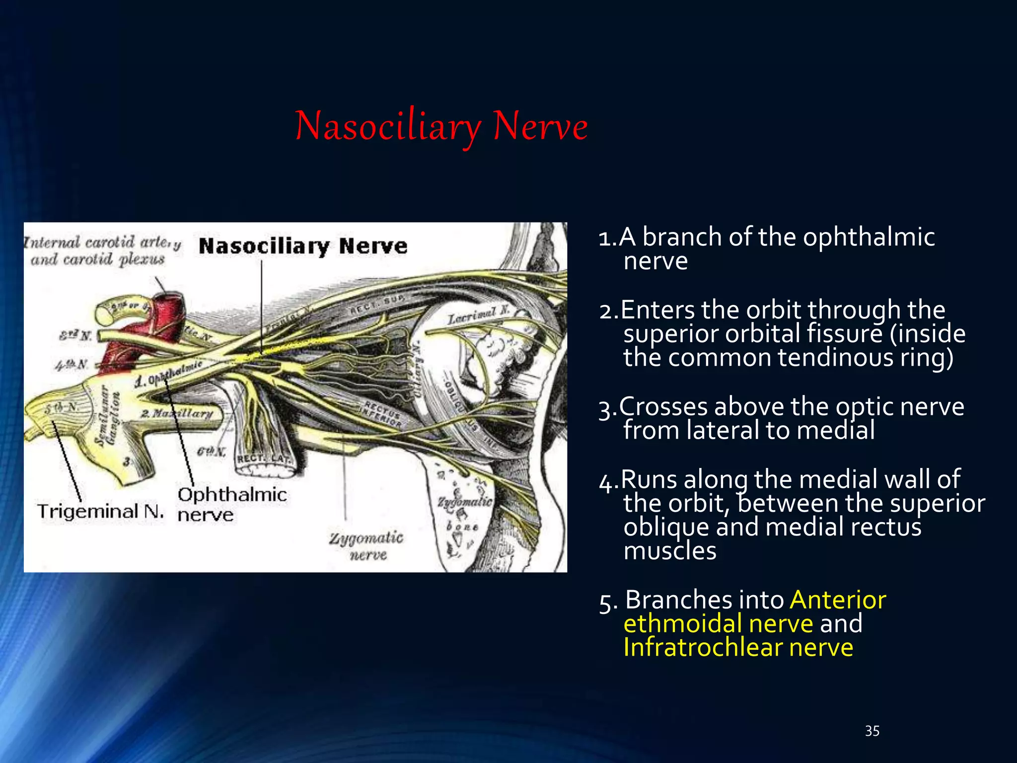 Trigeminal nerve | PPTX