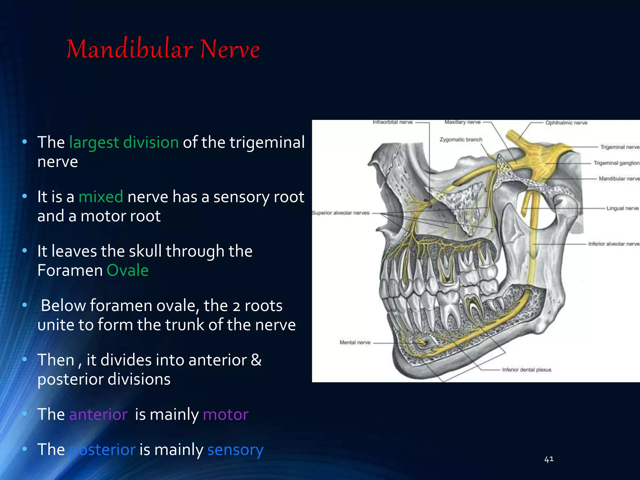 Trigeminal nerve | PPTX