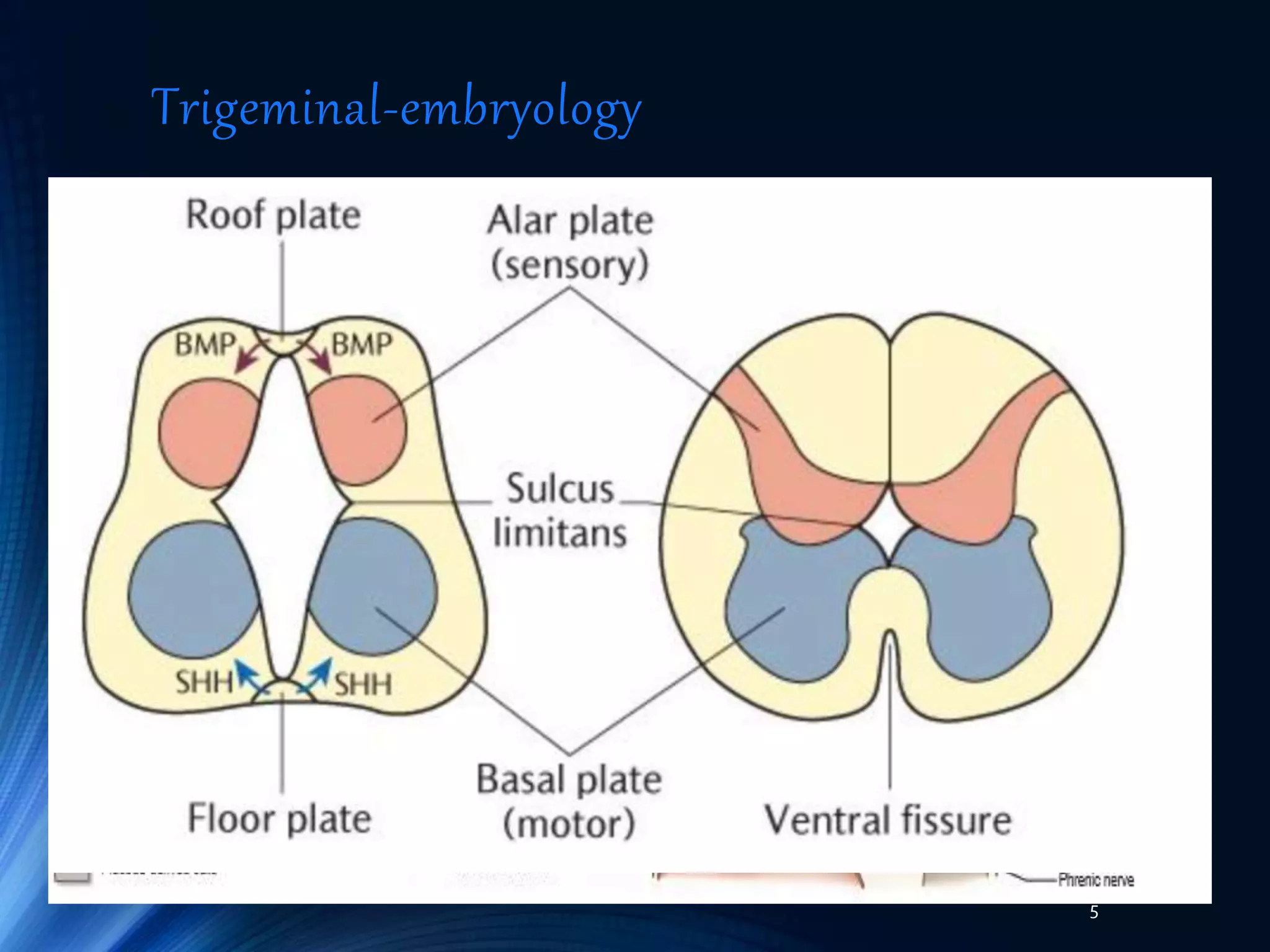 Trigeminal nerve | PPTX