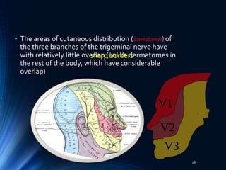 Trigeminal nerve | PPTX