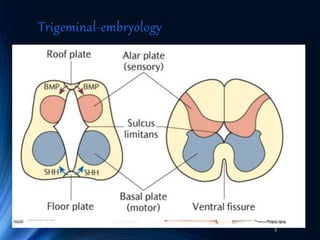 Trigeminal nerve | PPTX