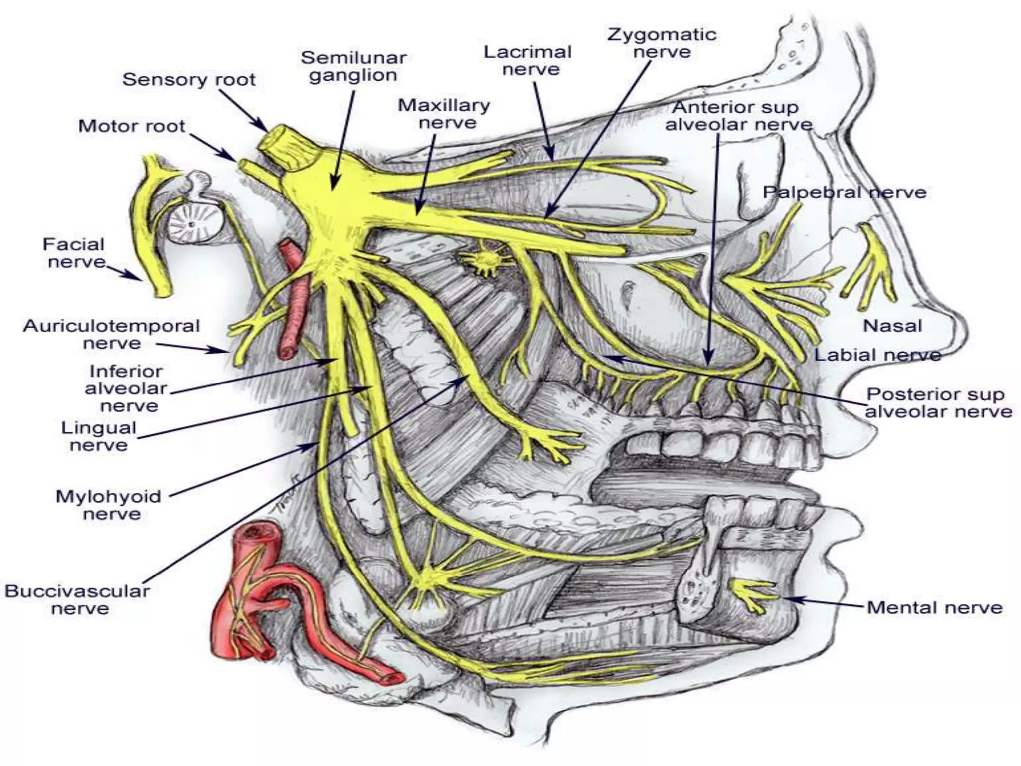 Trigeminal Nerve | PPTX