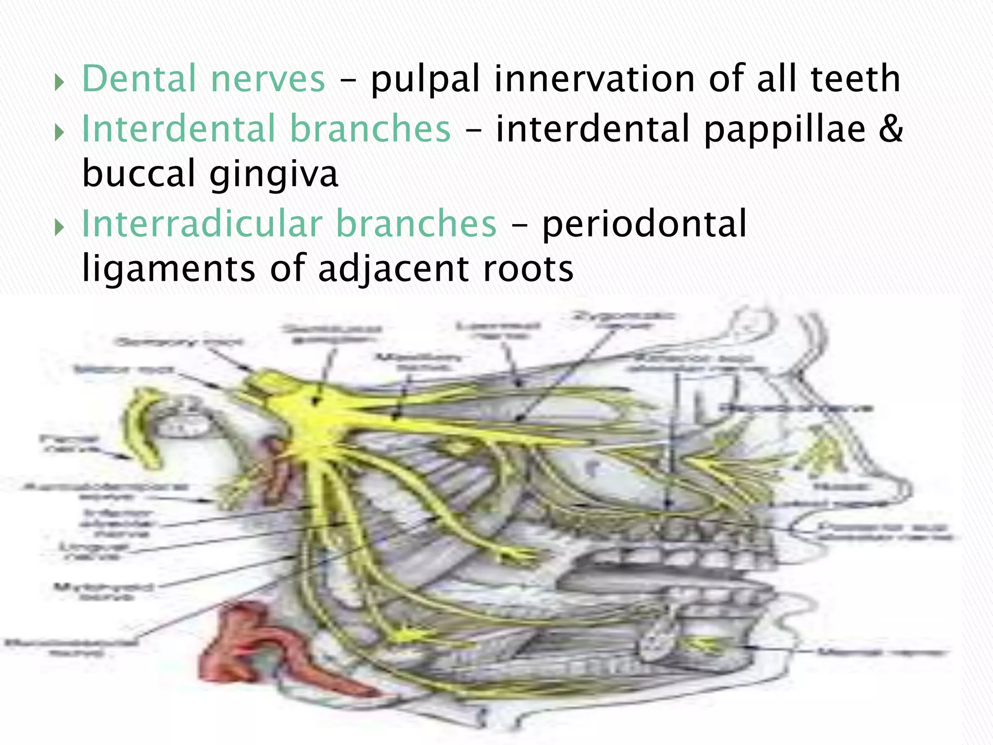 Trigeminal Nerve | PPTX