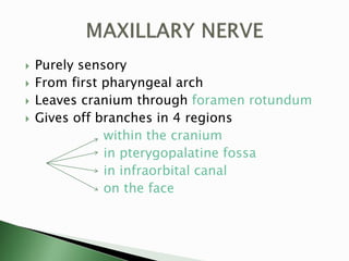 Trigeminal Nerve | PPTX