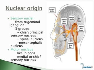 Trigeminal Nerve | PPTX