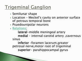 Trigeminal Nerve | PPTX