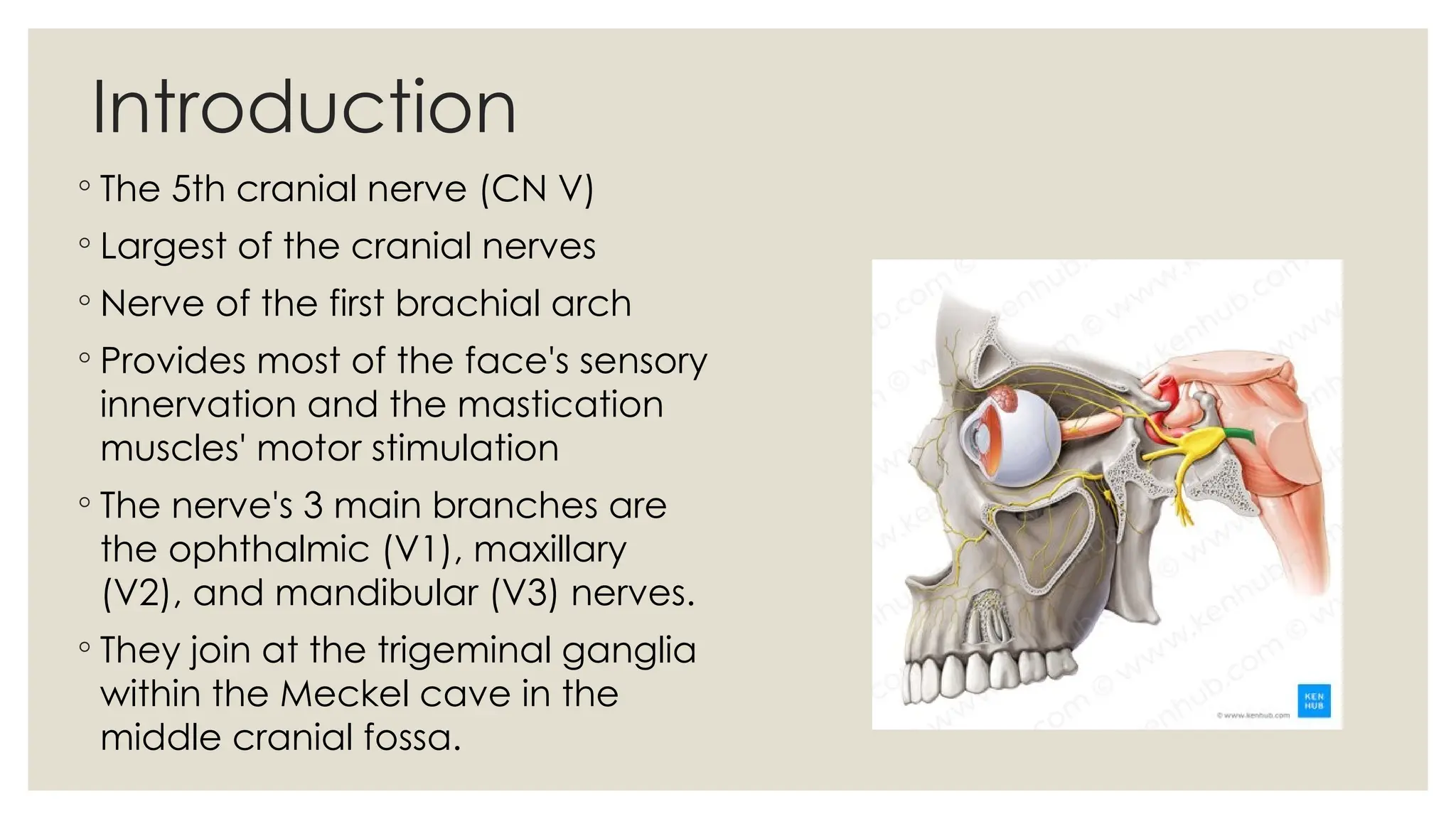Trigeminal nerve - 1st year class [Autosaved][1].pptx
