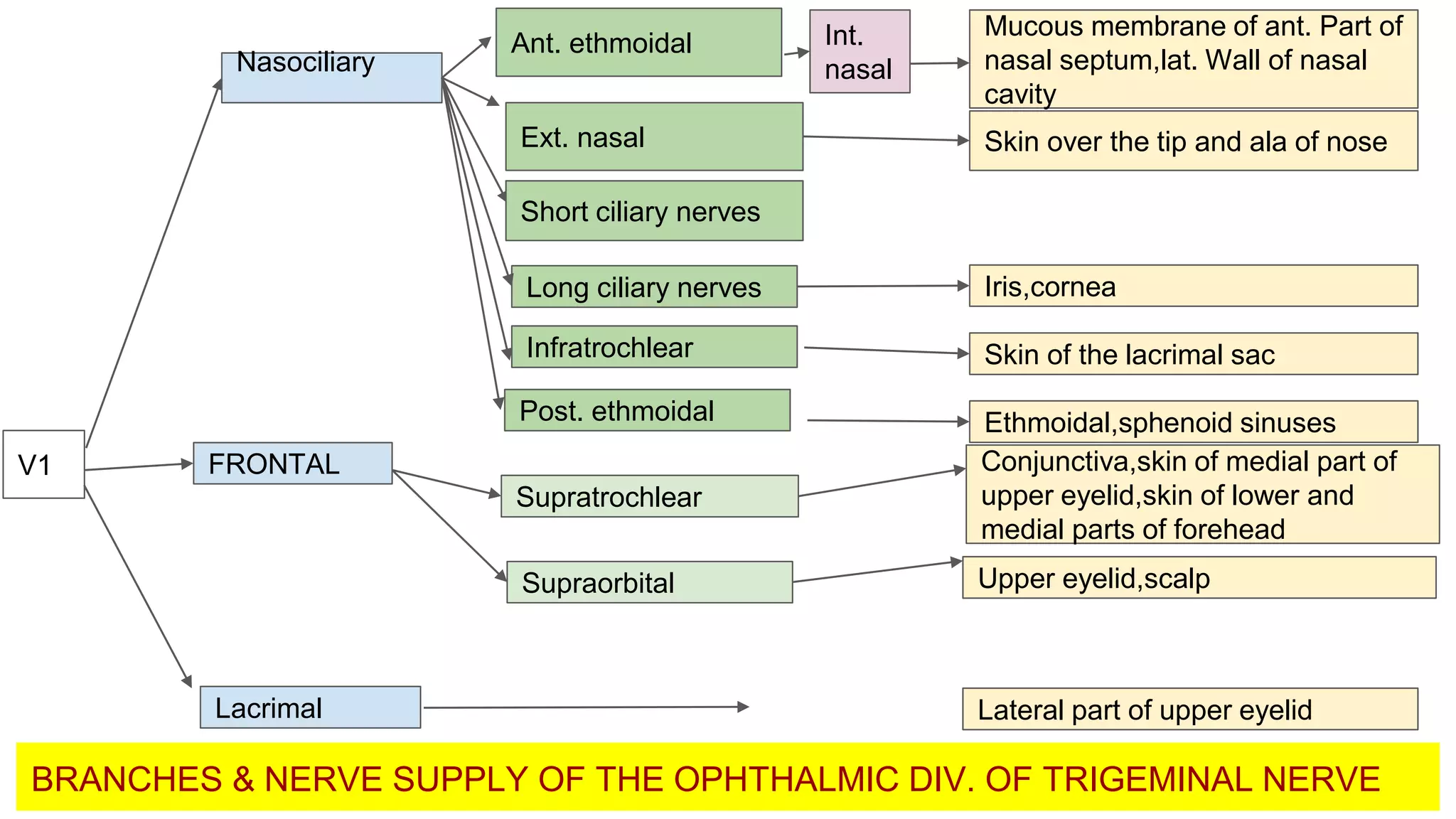Trigeminal nerve | PPTX