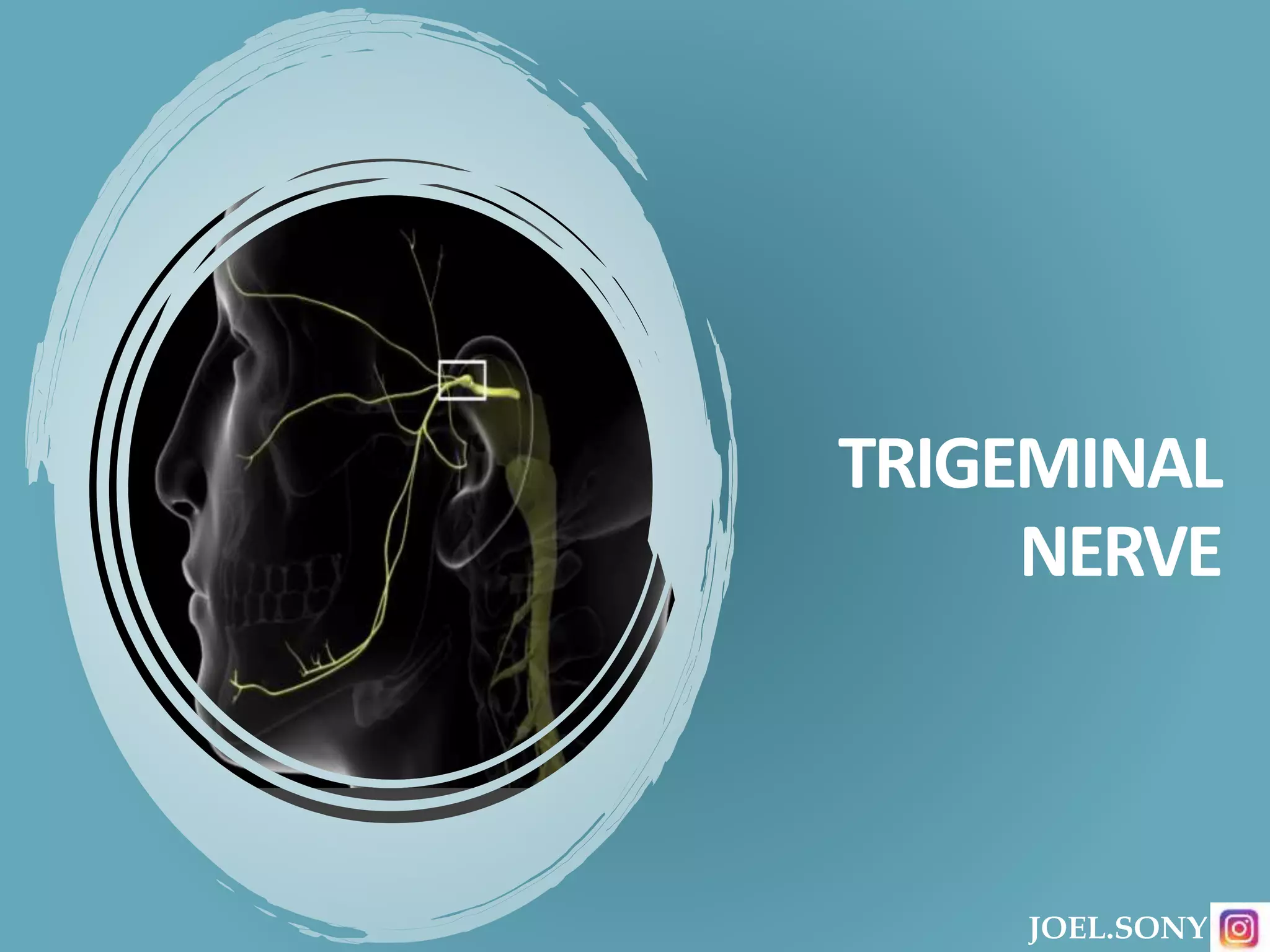 Trigeminal nerve | PPT