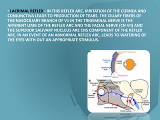 Trigeminal nerve | PPT
