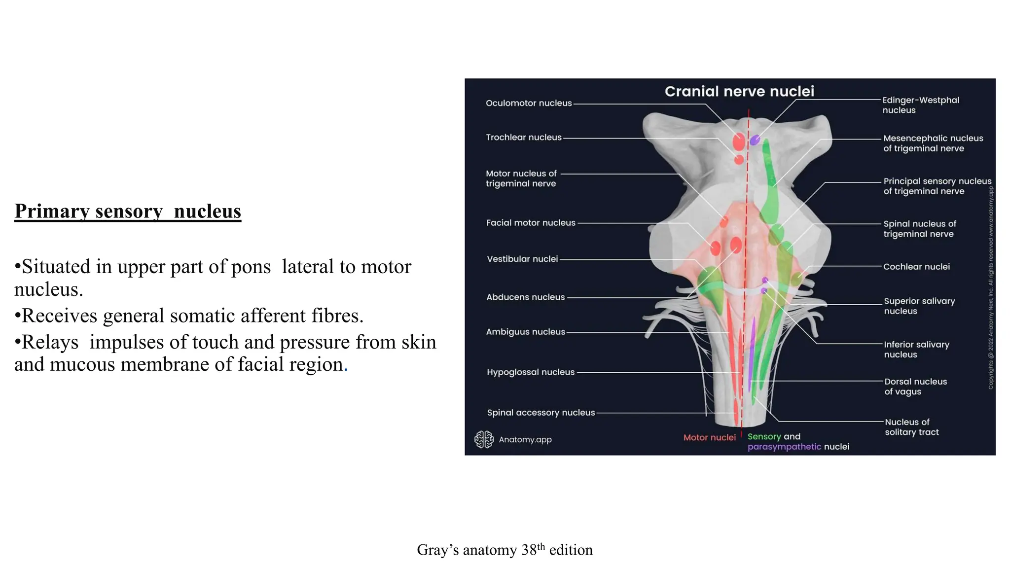 Trigeminal Nerve and Applied Anatomy.ppt