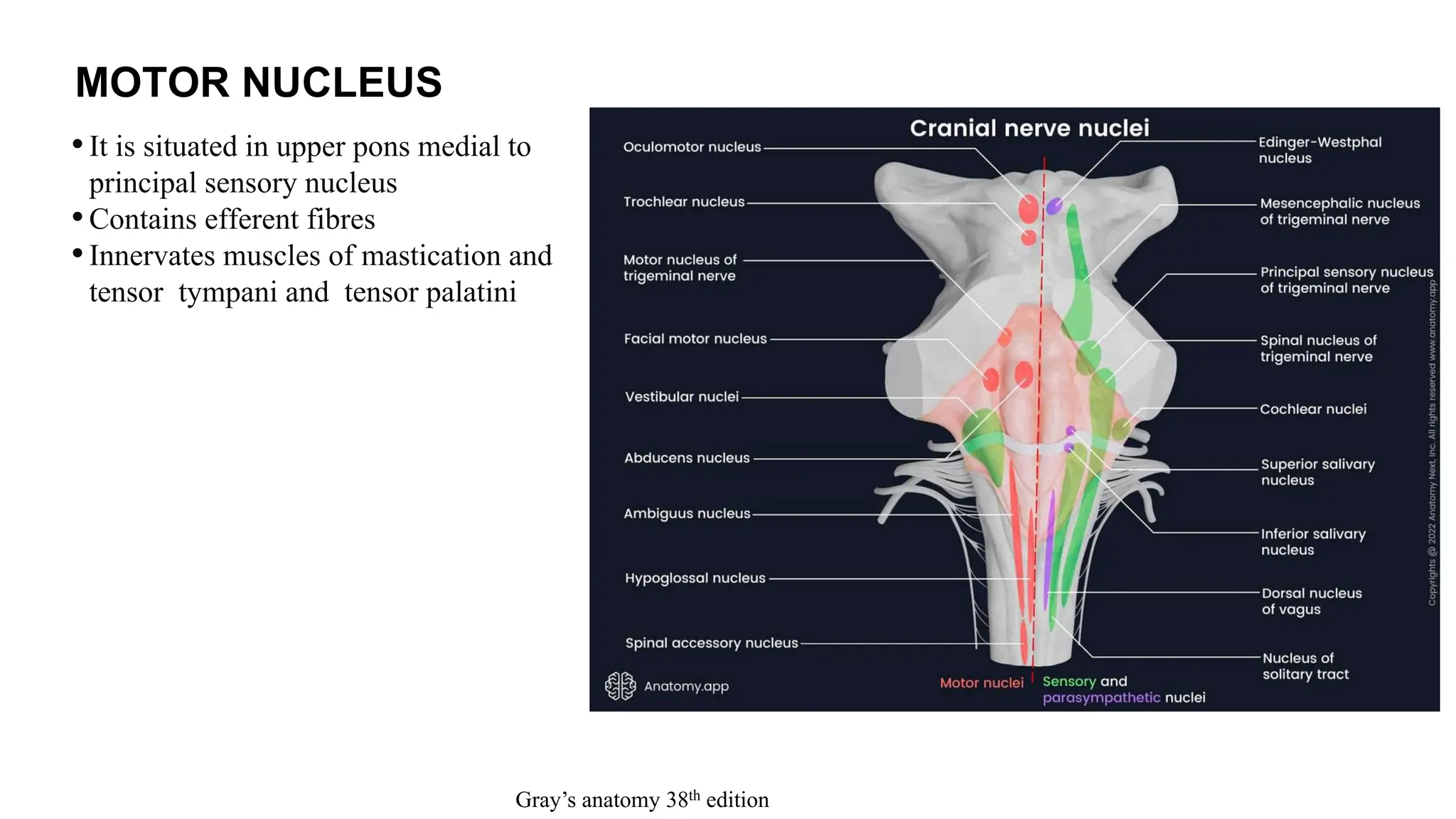 Trigeminal Nerve and Applied Anatomy.ppt