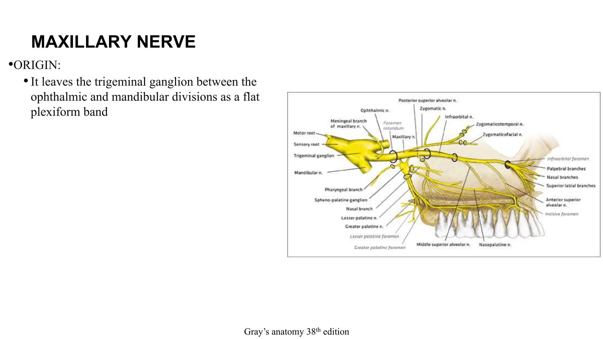 Trigeminal Nerve and Applied Anatomy.ppt