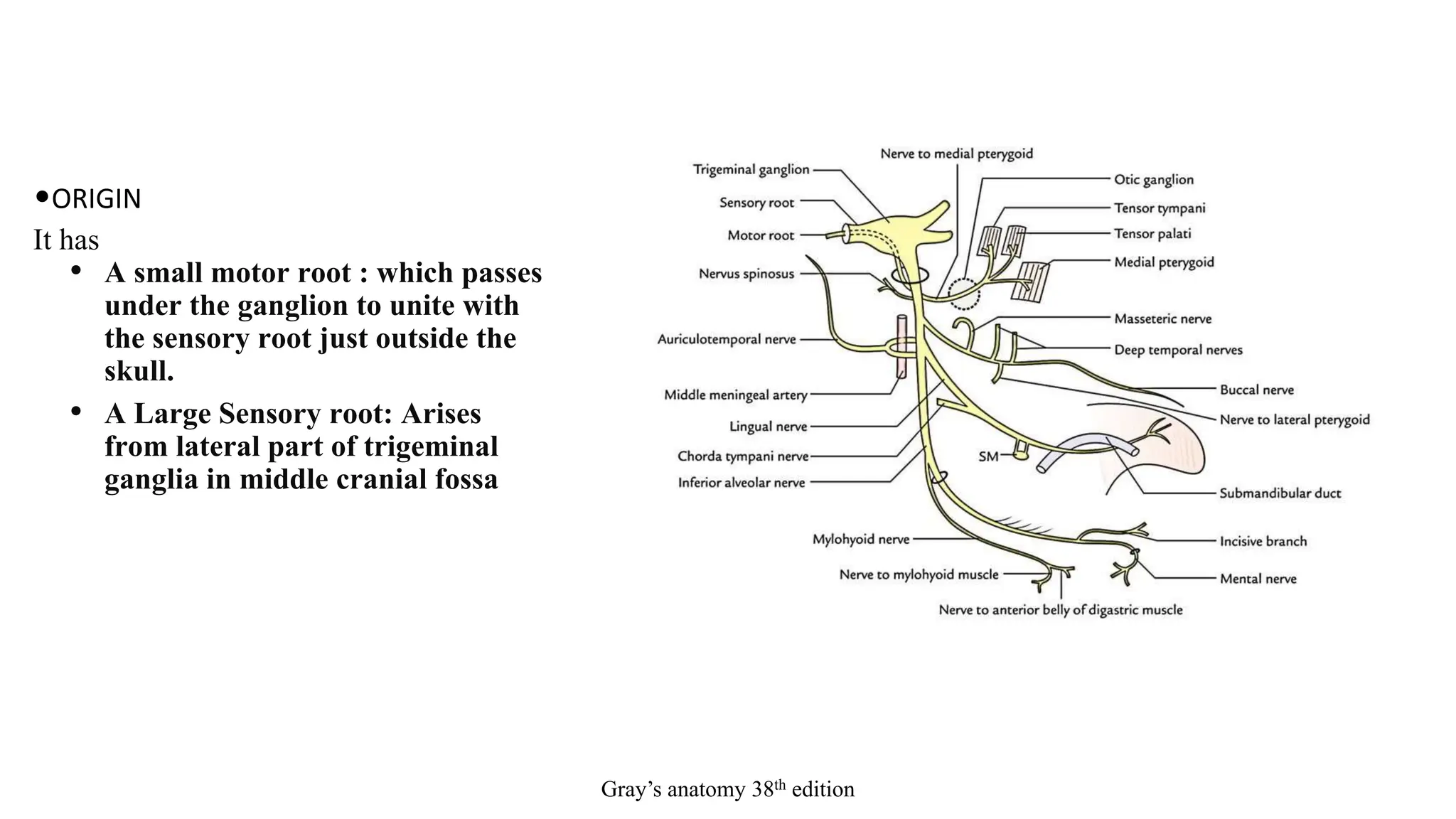 Trigeminal Nerve and Applied Anatomy.ppt