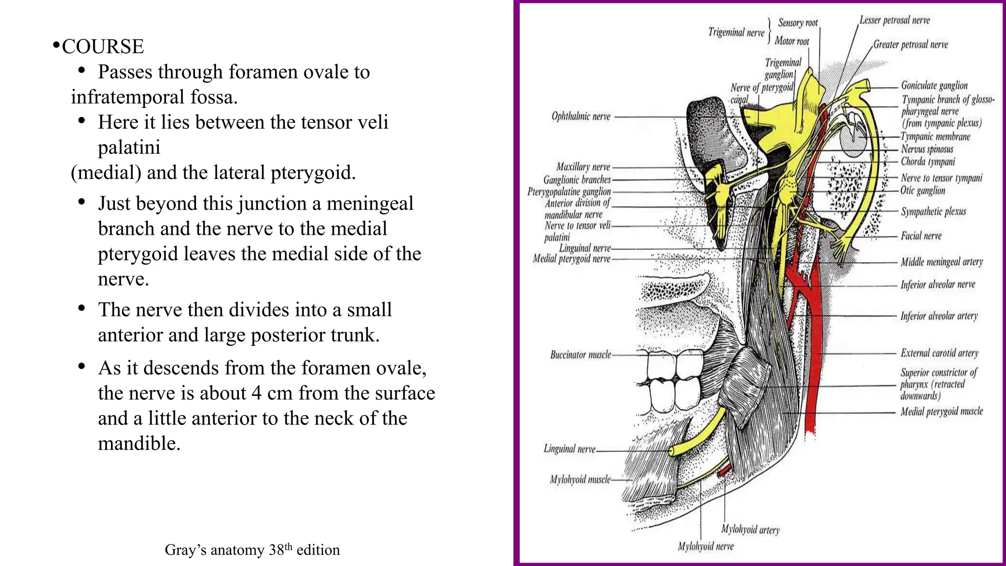 Trigeminal Nerve and Applied Anatomy.ppt