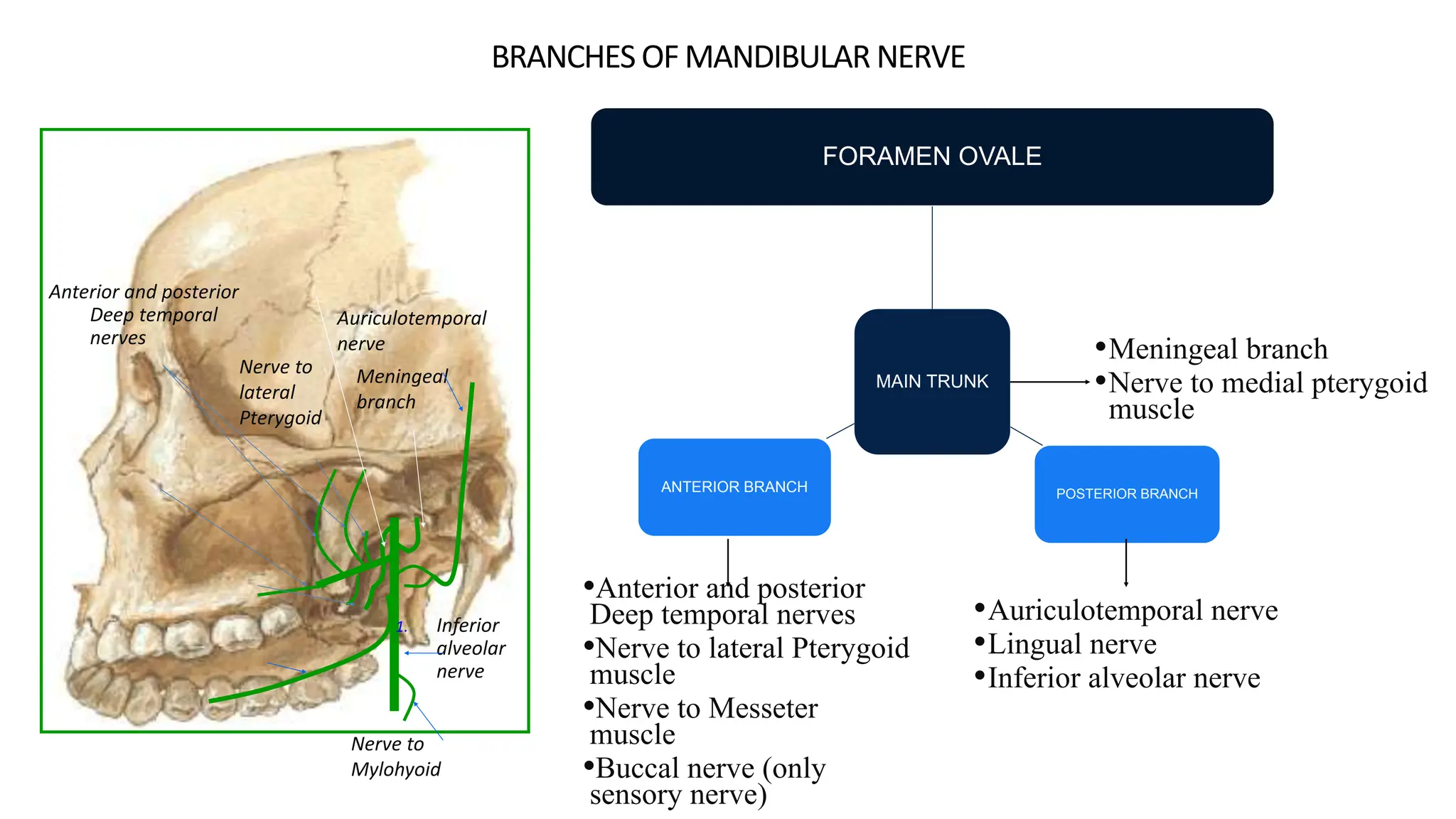 Trigeminal Nerve and Applied Anatomy.ppt