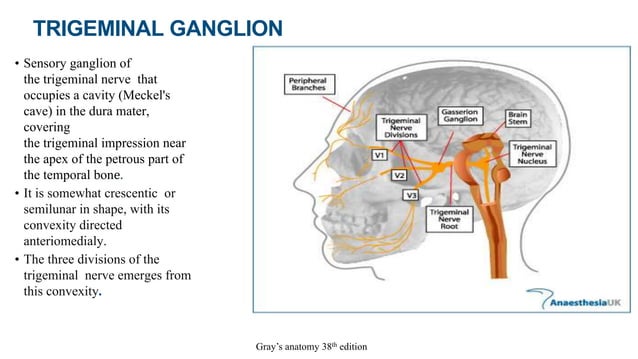 Trigeminal Nerve and Applied Anatomy.ppt