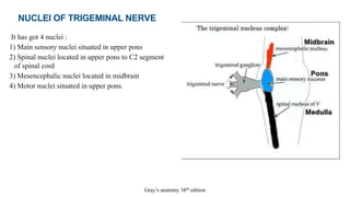 Trigeminal Nerve and Applied Anatomy.ppt