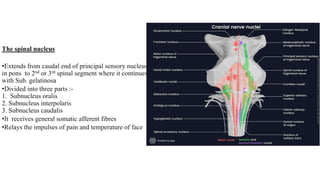 Trigeminal Nerve and Applied Anatomy.ppt