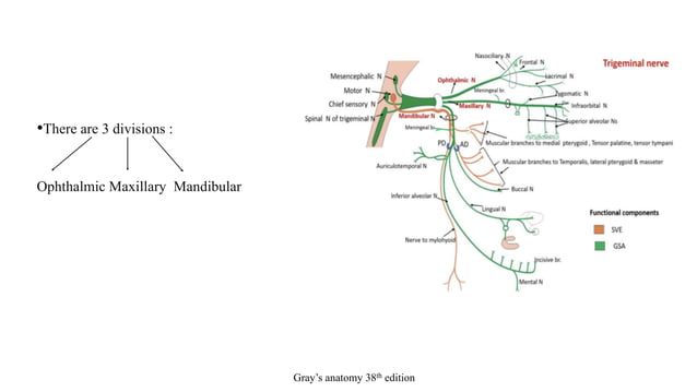 Trigeminal Nerve and Applied Anatomy.ppt