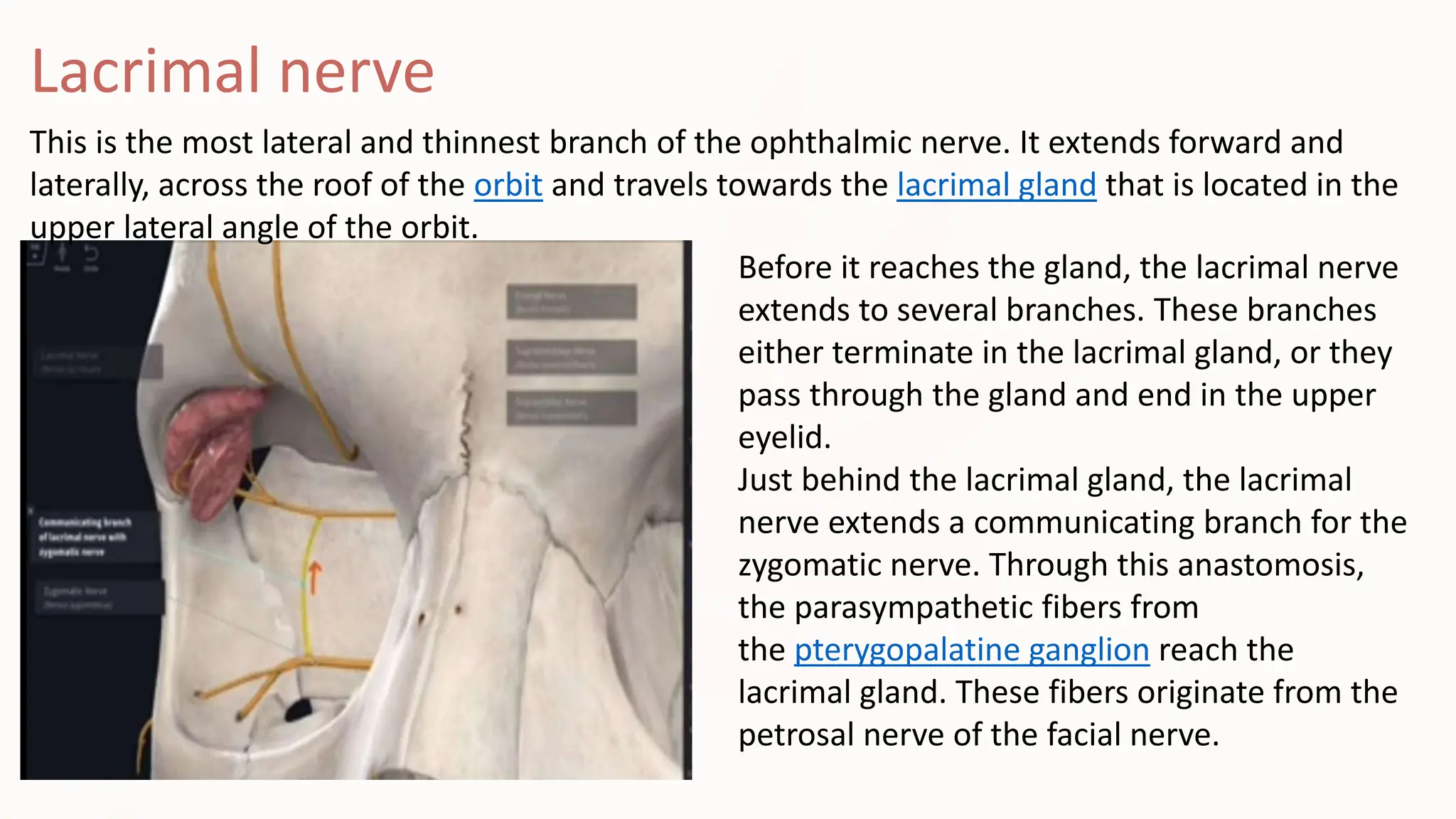anatomy of trigeminal nerve.pptx by dr. payal | PPTX