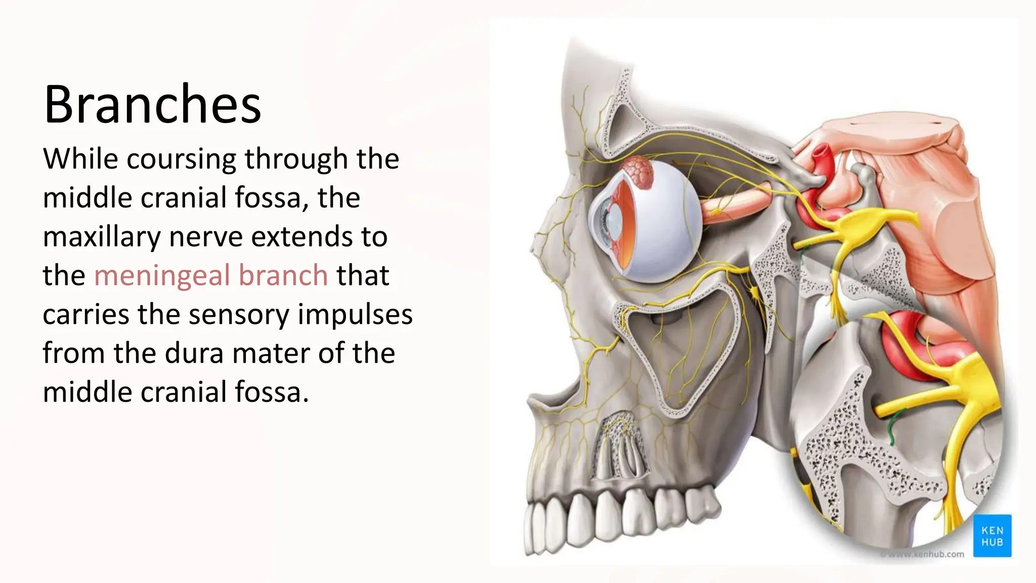 Maxillary Nerve Cn V2 Anatomy And Function Kenhub Maxillary Nerve (CN