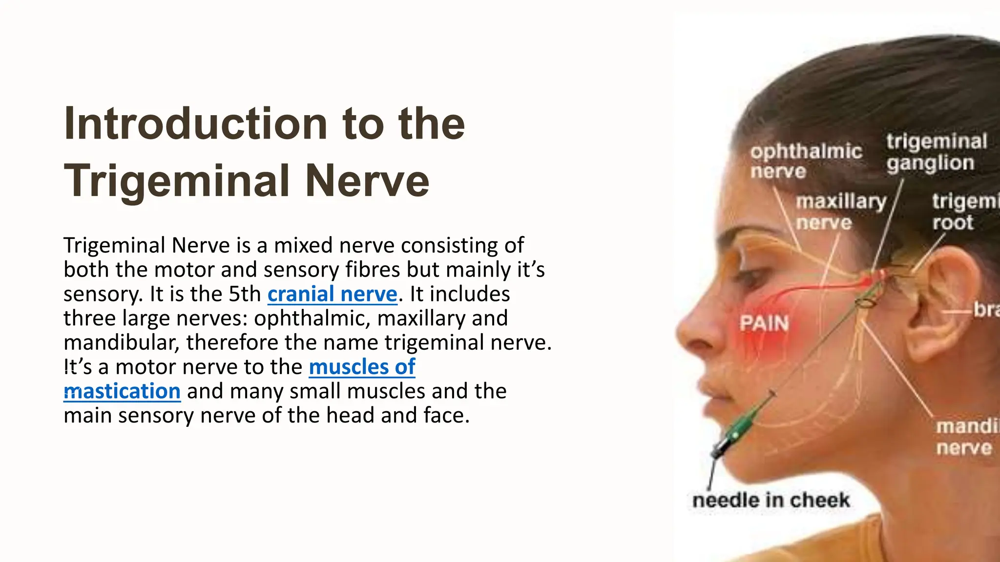 anatomy of trigeminal nerve.pptx by dr. payal | PPTX