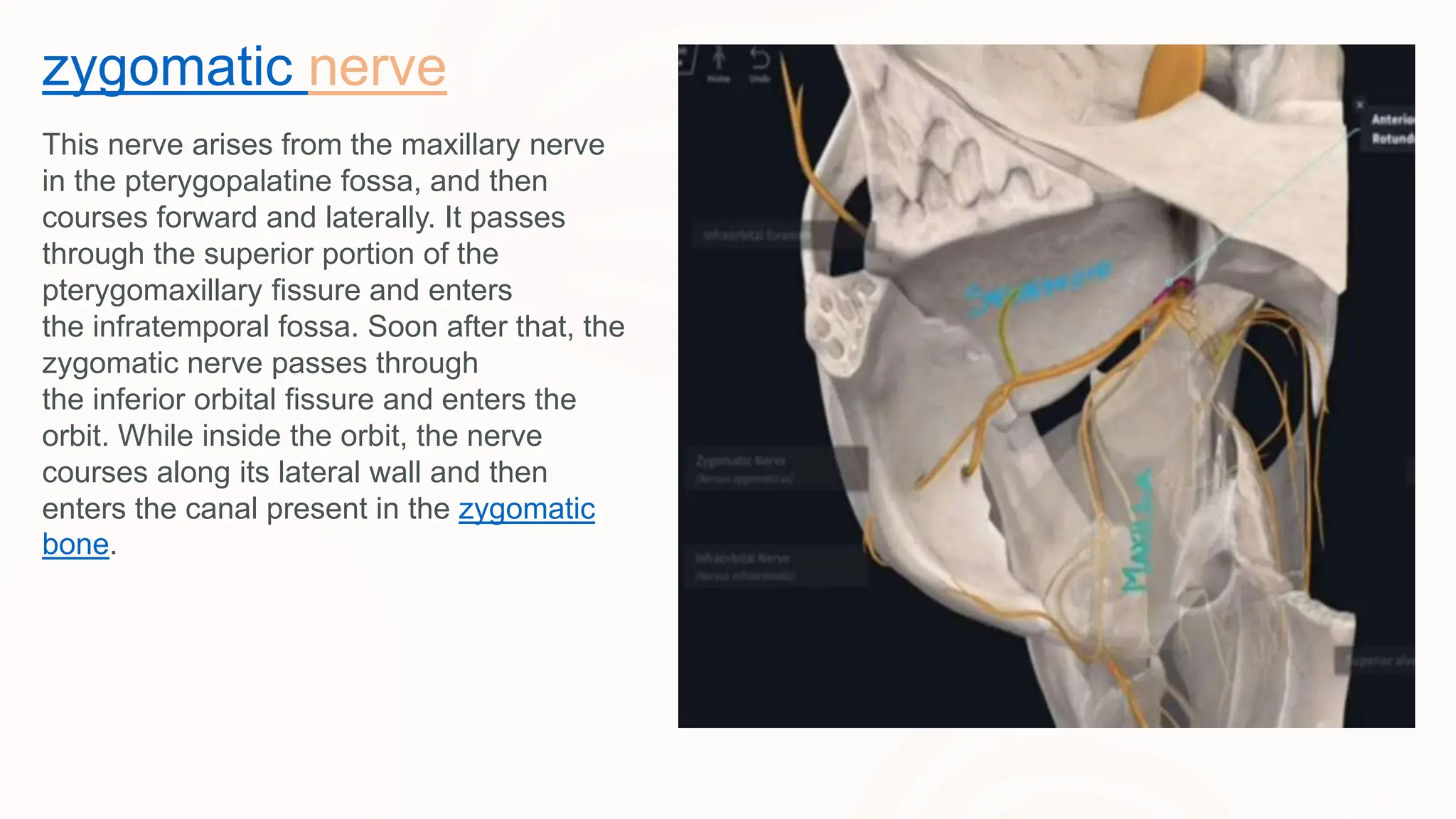 anatomy of trigeminal nerve.pptx by dr. payal | PPTX