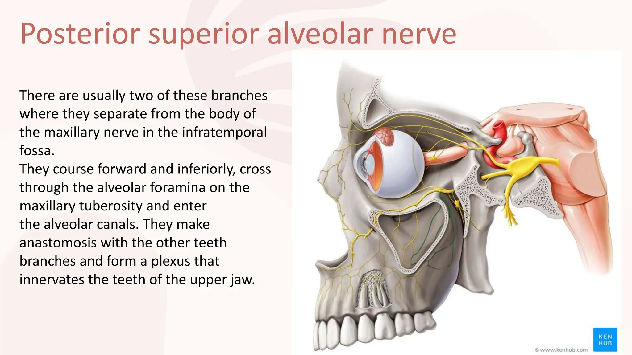 anatomy of trigeminal nerve.pptx by dr. payal | PPTX