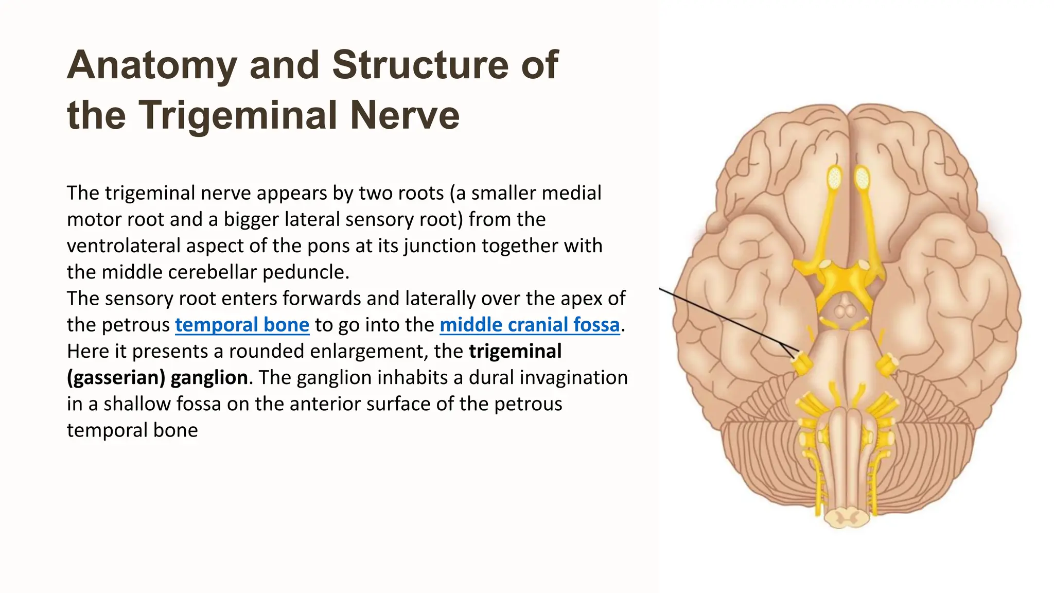 anatomy of trigeminal nerve.pptx by dr. payal | PPTX