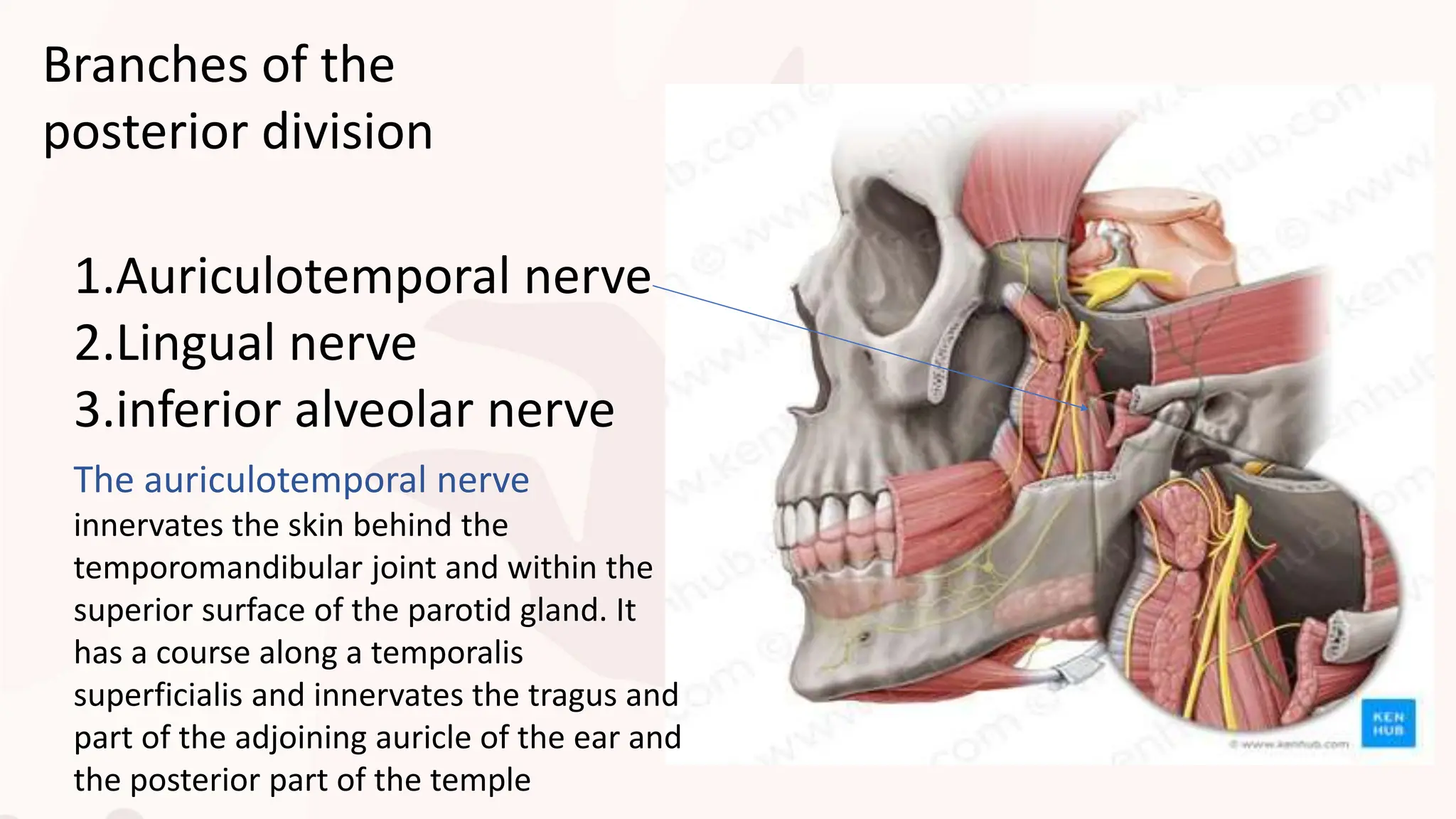 anatomy of trigeminal nerve.pptx by dr. payal | PPTX | Ear, Nose and ...