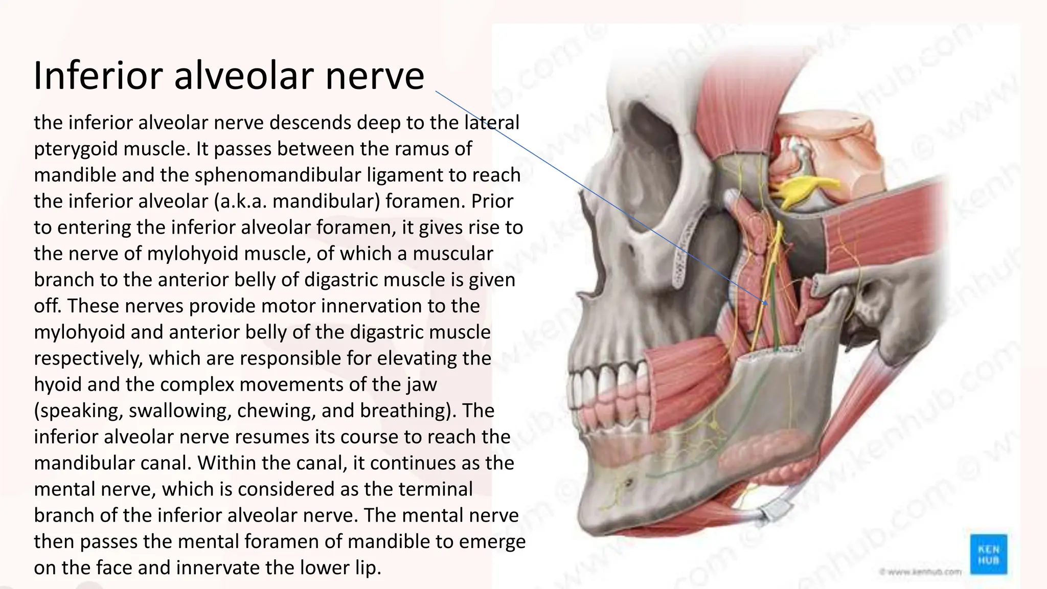 anatomy of trigeminal nerve.pptx by dr. payal | PPTX