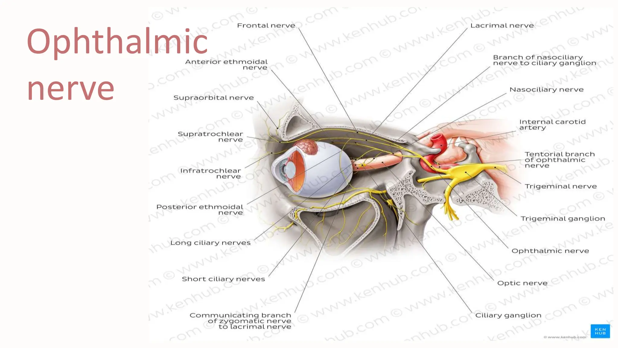 anatomy of trigeminal nerve.pptx by dr. payal | PPTX