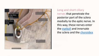 anatomy of trigeminal nerve.pptx by dr. payal | PPTX