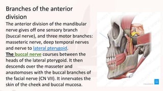 anatomy of trigeminal nerve.pptx by dr. payal | PPTX