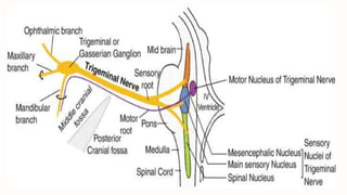 anatomy of trigeminal nerve.pptx by dr. payal | PPTX