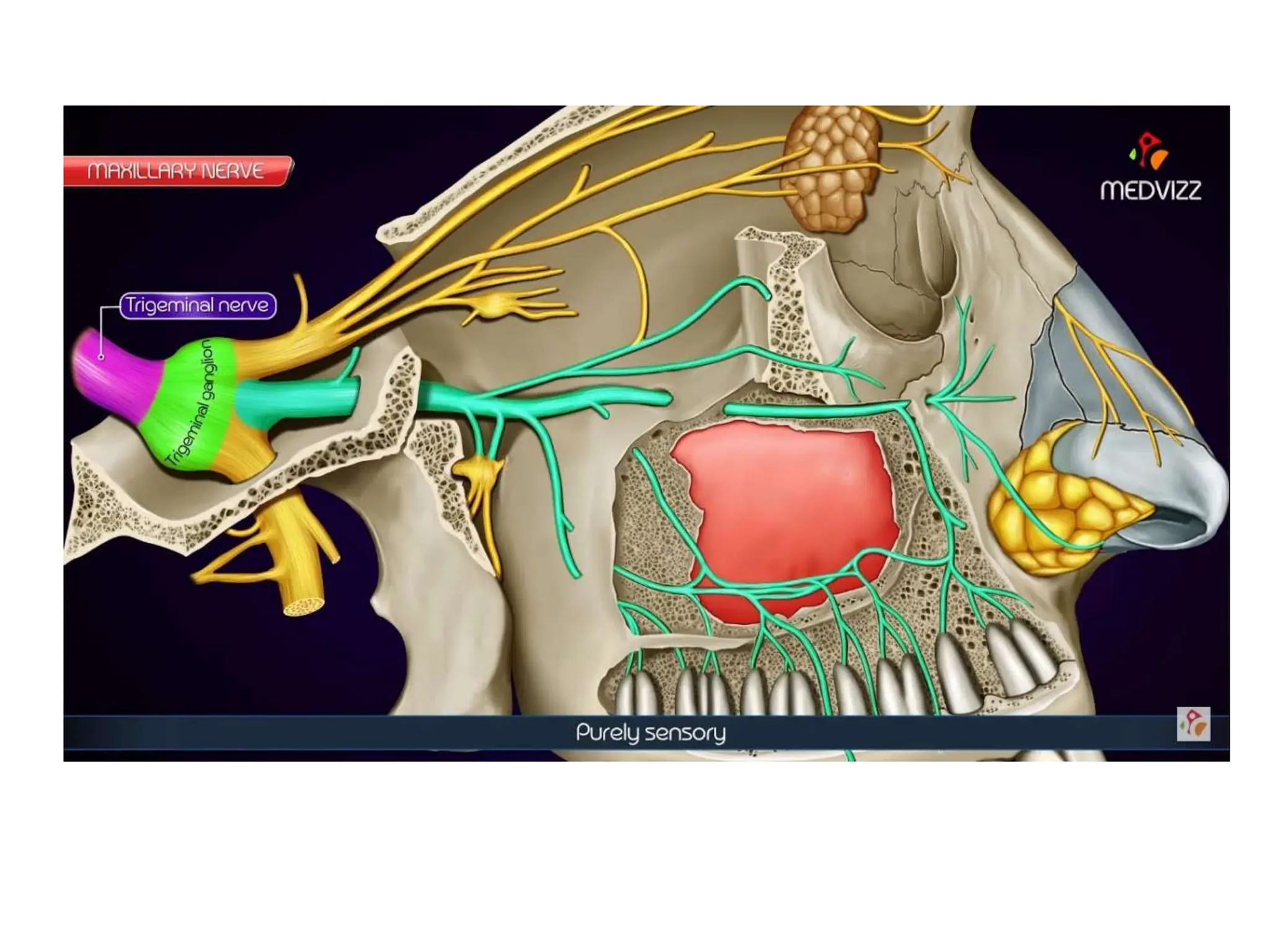 TRIGEMINAL NERVE and its course intracranially.pptx