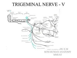 TRIGEMINAL NERVE and its course intracranially.pptx