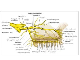 TRIGEMINAL NERVE and its course intracranially.pptx