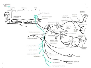 TRIGEMINAL NERVE and its course intracranially.pptx