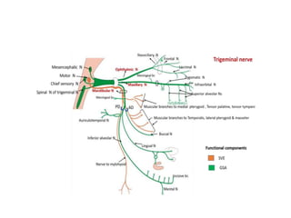 TRIGEMINAL NERVE and its course intracranially.pptx