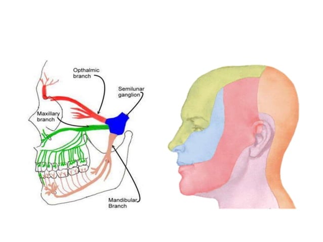 TRIGEMINAL NERVE and its course intracranially.pptx