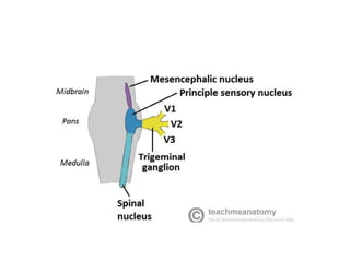 TRIGEMINAL NERVE and its course intracranially.pptx