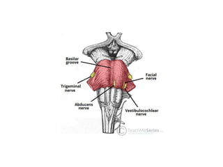 TRIGEMINAL NERVE and its course intracranially.pptx